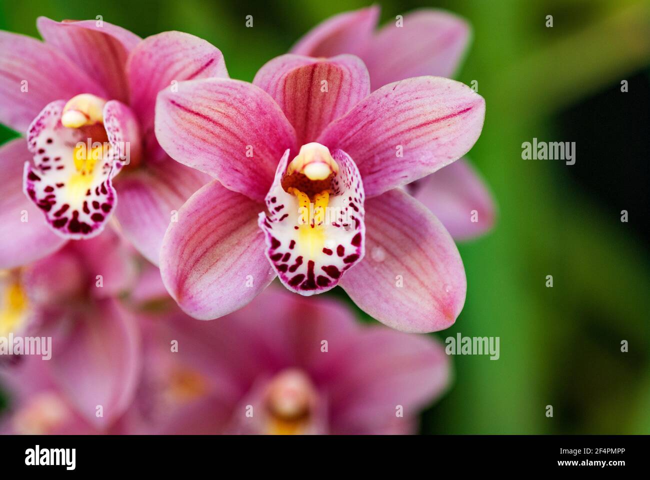 Cymbidium mini Rincon Fairy Pink Perfection orchid, closeup Stock Photo ...