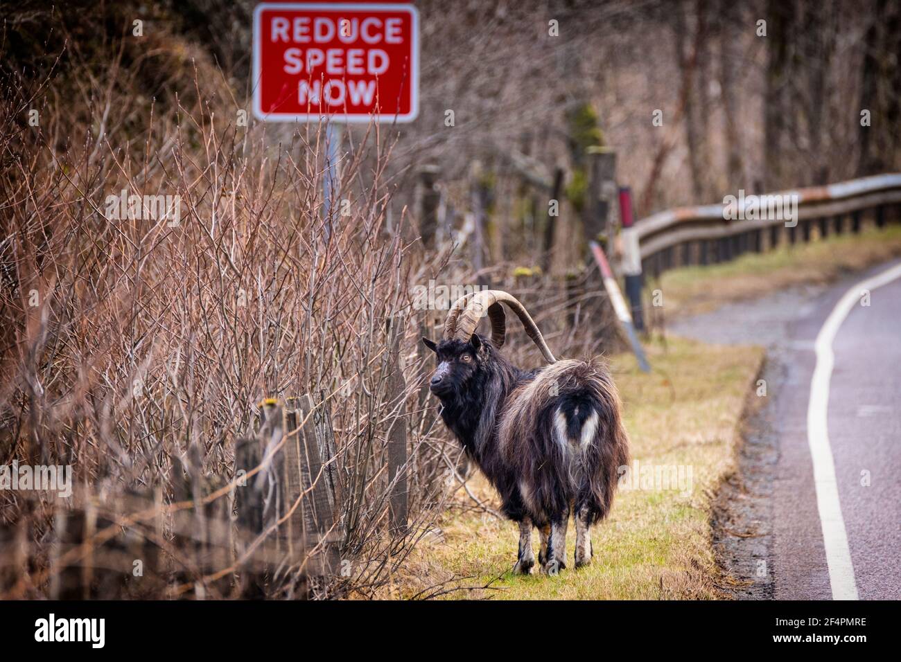The wild goats of Scotland are often referred to as "feral goats" as ...