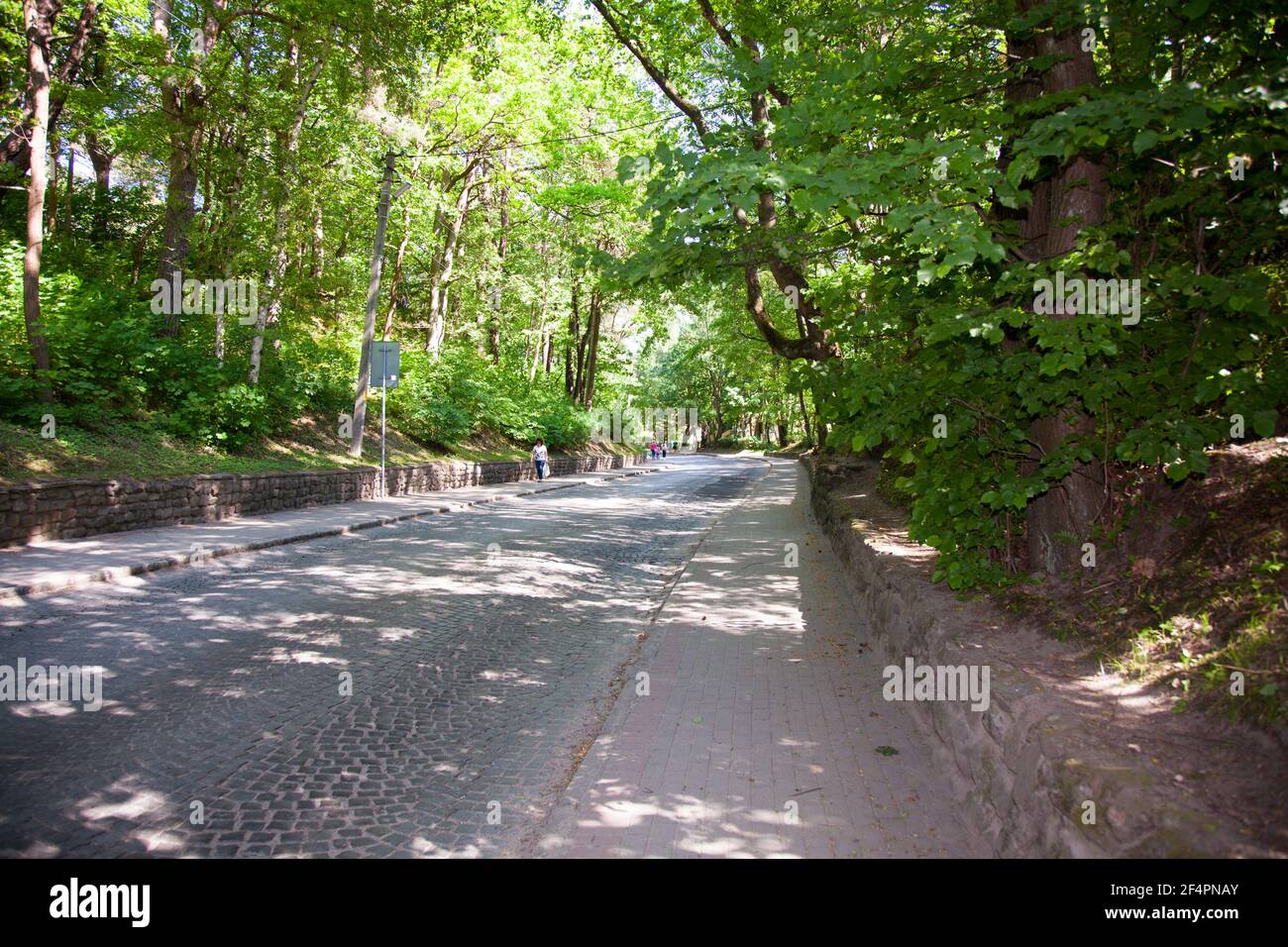 Kaliningrad forest hi-res stock photography and images - Alamy