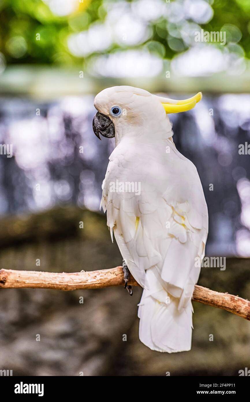 Yellow Crested Cockatoo perch on a branch Stock Photo - Alamy