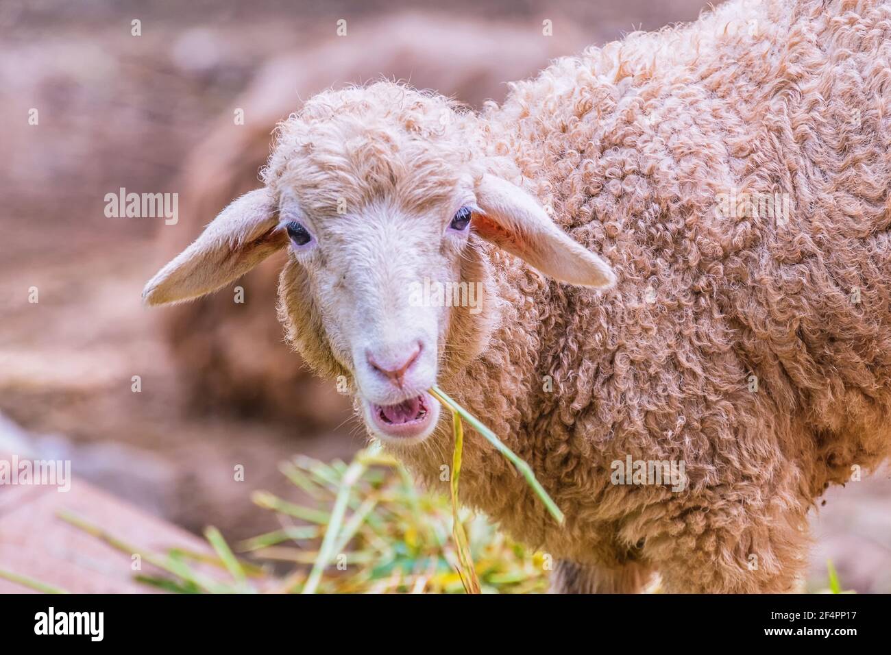 Close up of a sheep head eating green grass in a livestock farm Stock ...