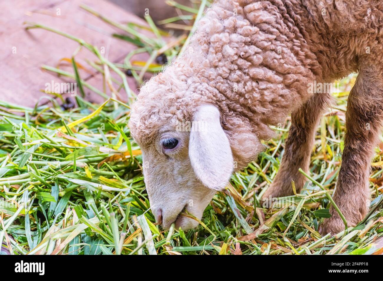 Close up head merino sheep hi-res stock photography and images - Alamy