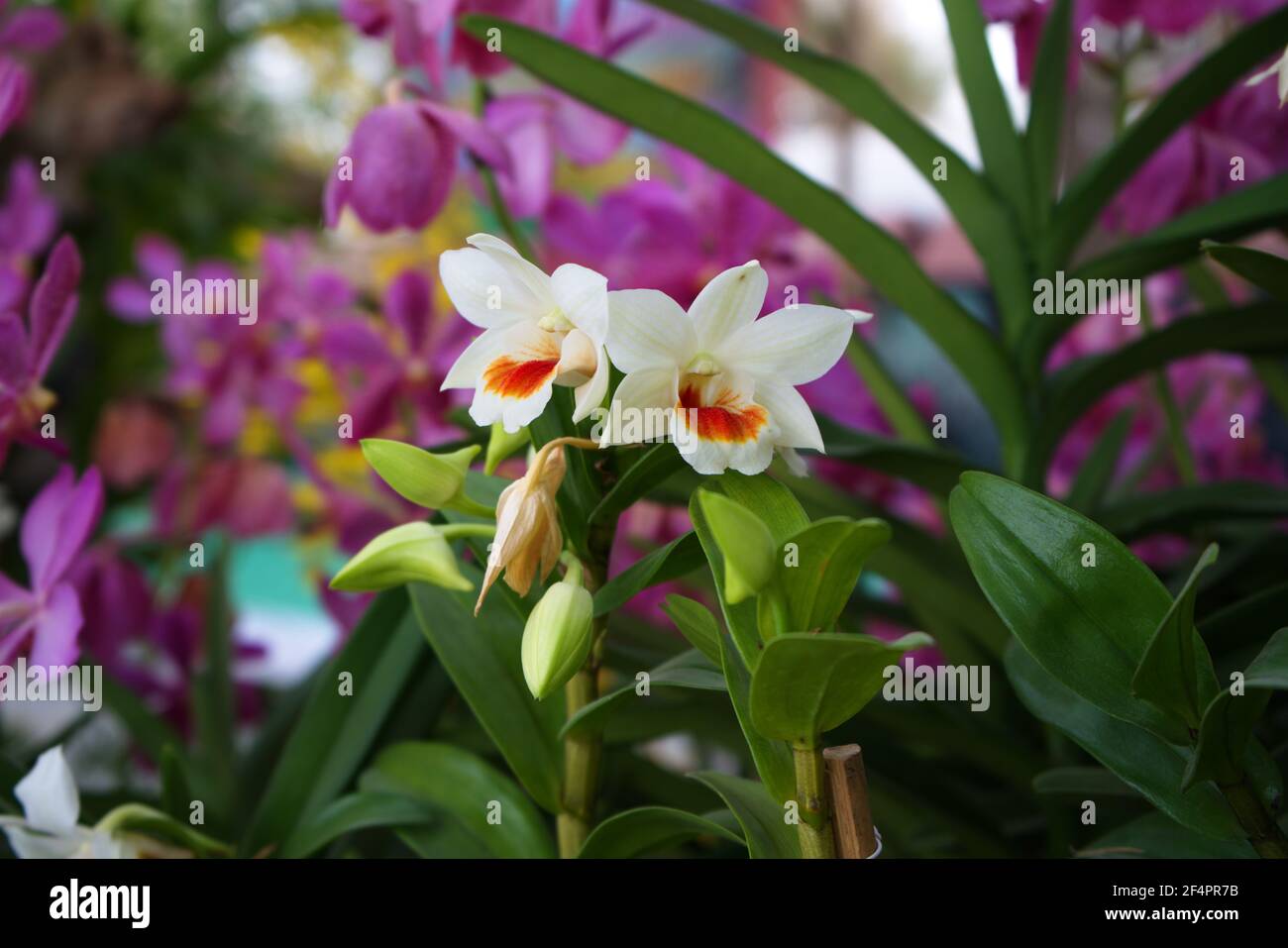 Beautiful Multi-Color Close-Up Orchid Flowers in The Garden. Natrual ...