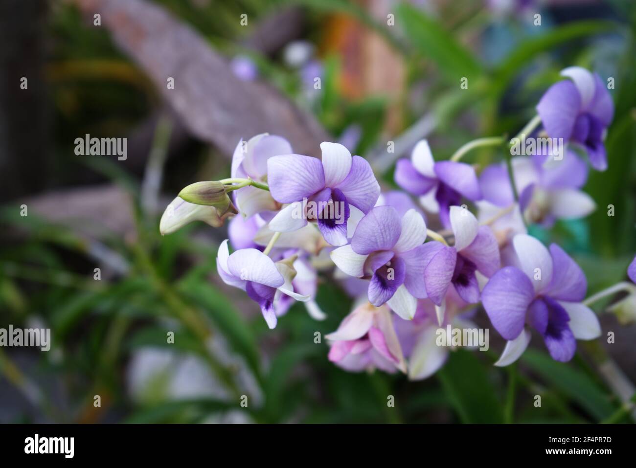 Beautiful Multi-Color Close-Up Orchid Flowers in The Garden. Natrual ...