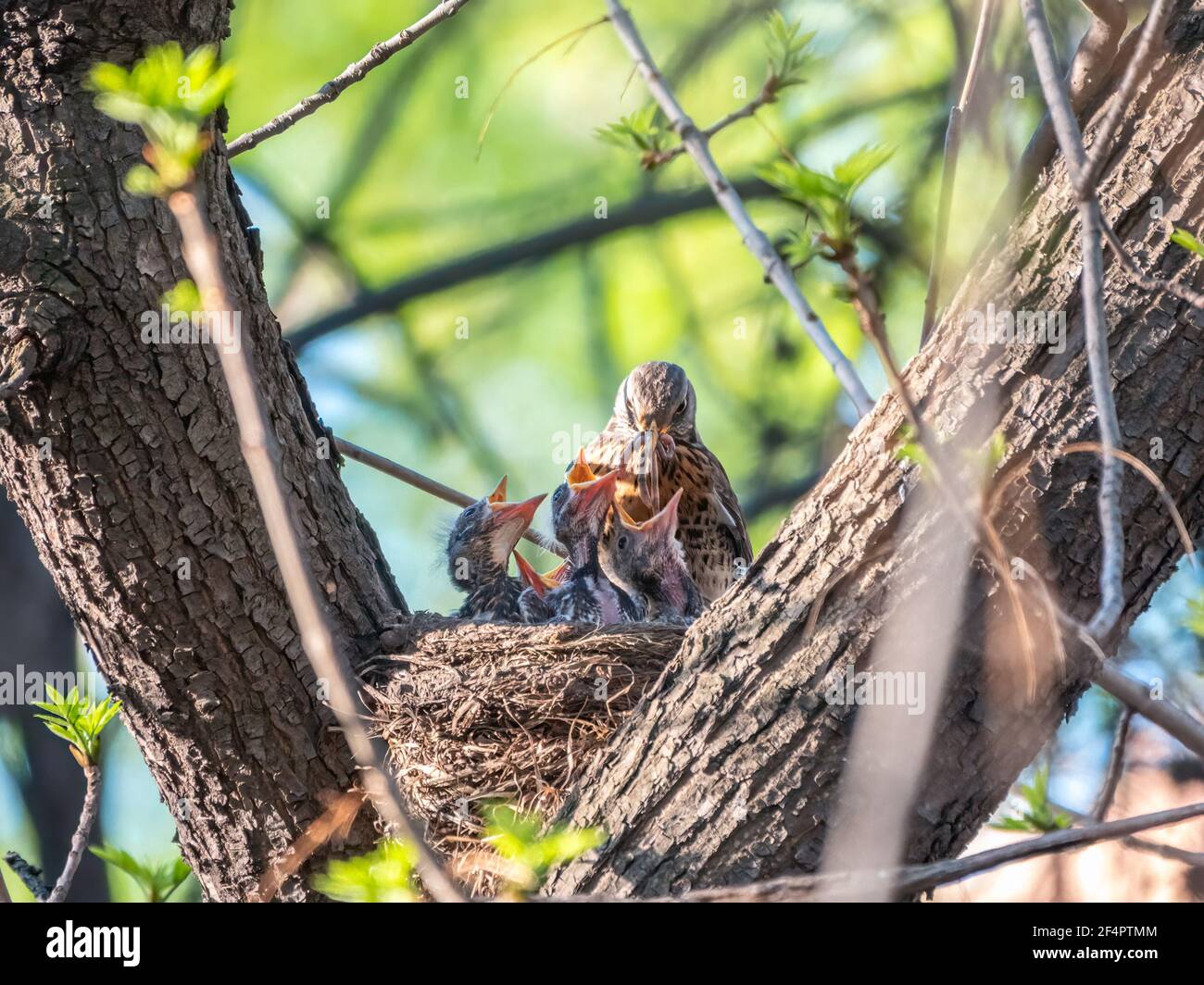 Thrush fieldfare feeding chicks with earthworms. Thrush, Turdus pilaris ...