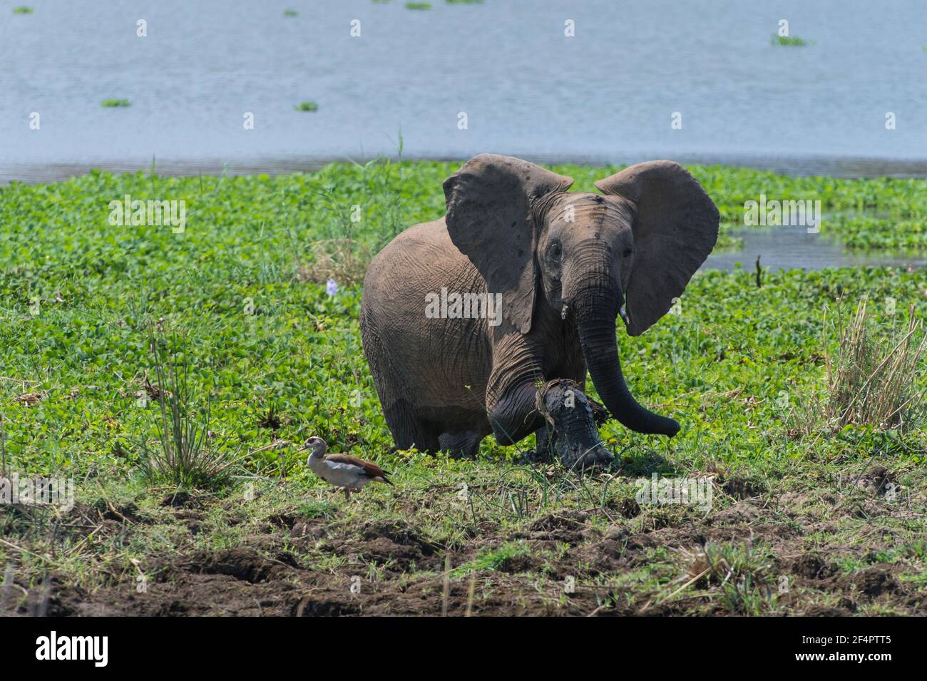 African Elephant (Loxodonta africana) playing in water in Kruger ...