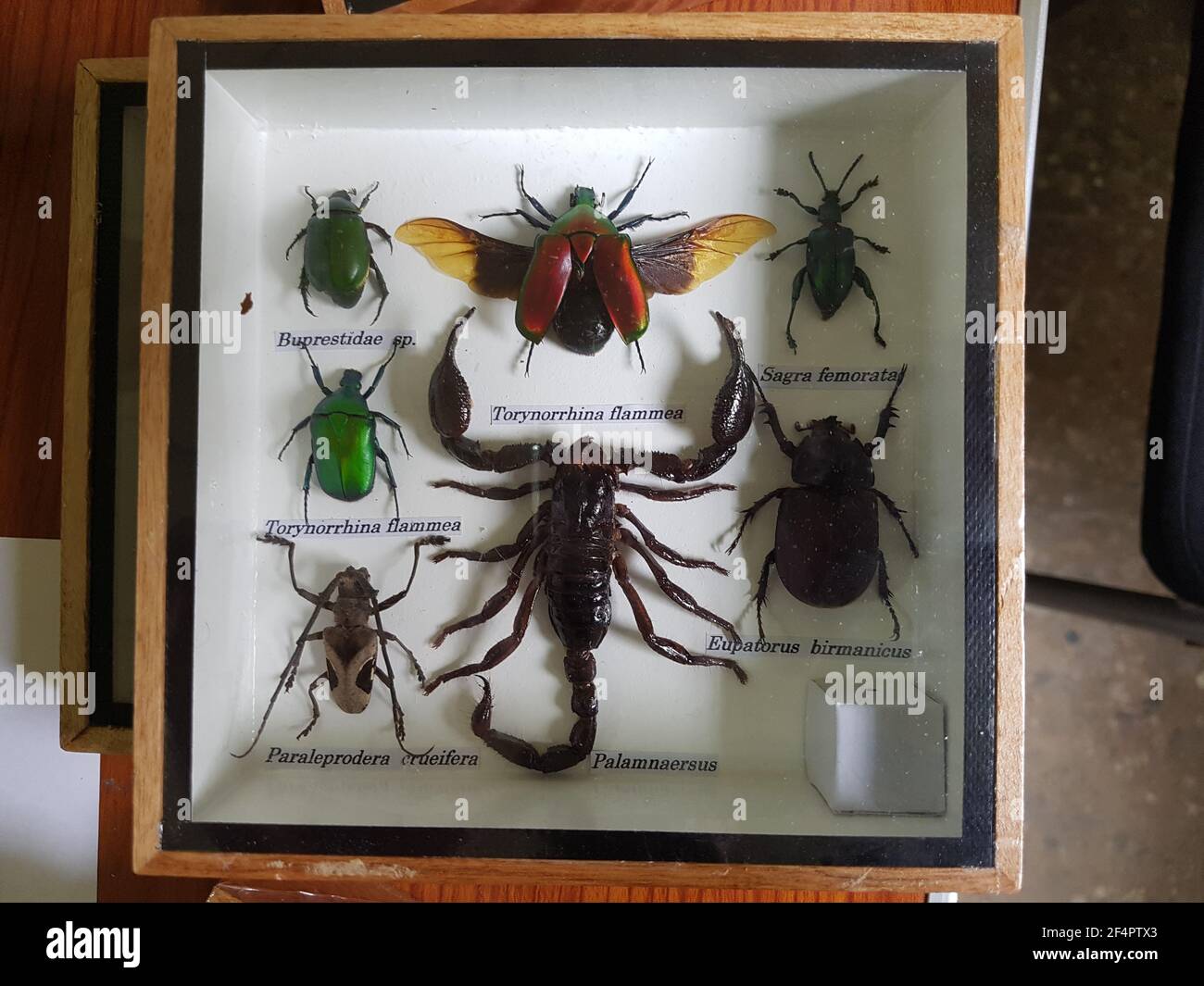 closeup photo of insects and scorpion Stock Photo - Alamy