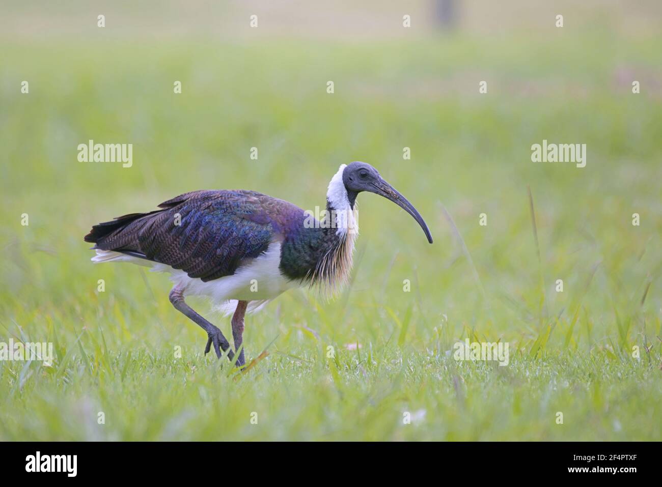 Mature ibis hi-res stock photography and images - Alamy