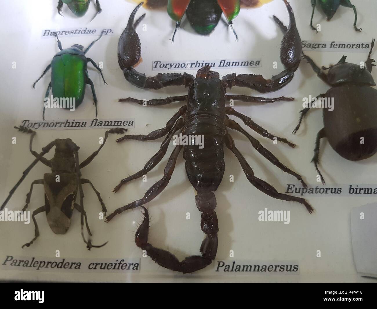 closeup photo of insects and scorpion Stock Photo - Alamy