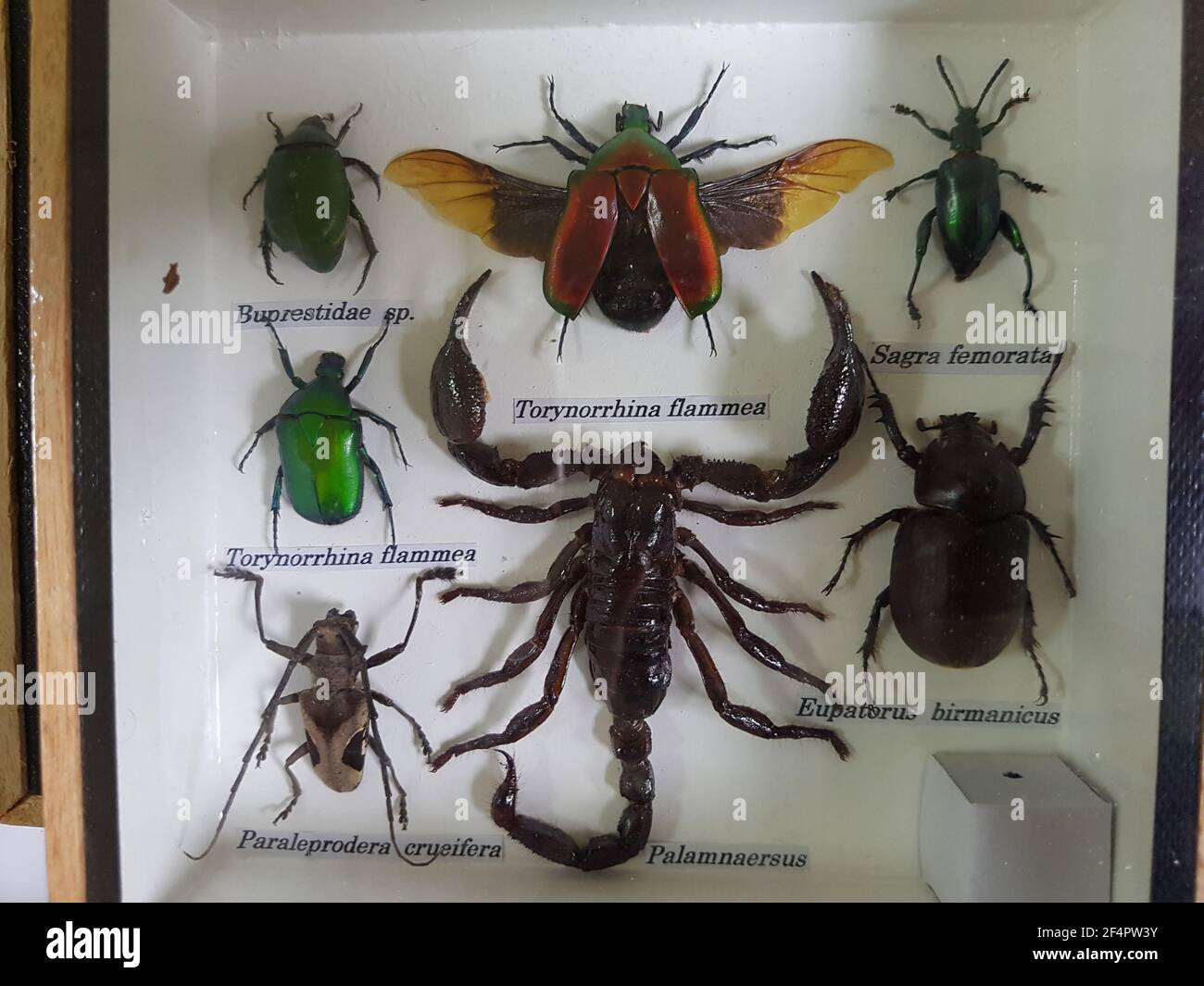 closeup photo of insects and scorpion Stock Photo - Alamy