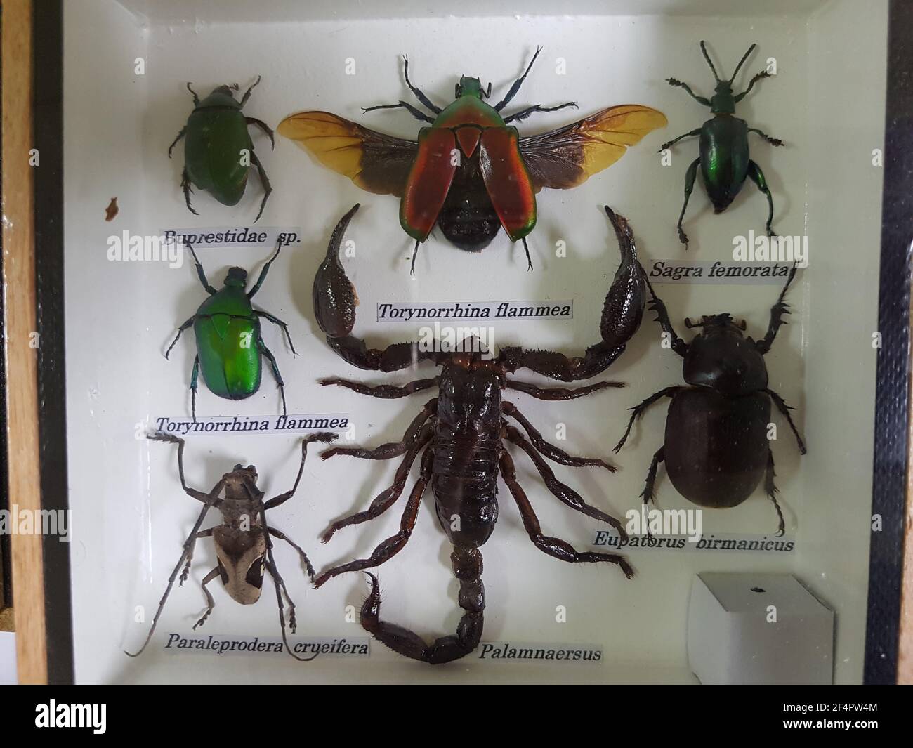 closeup photo of insects and scorpion Stock Photo - Alamy