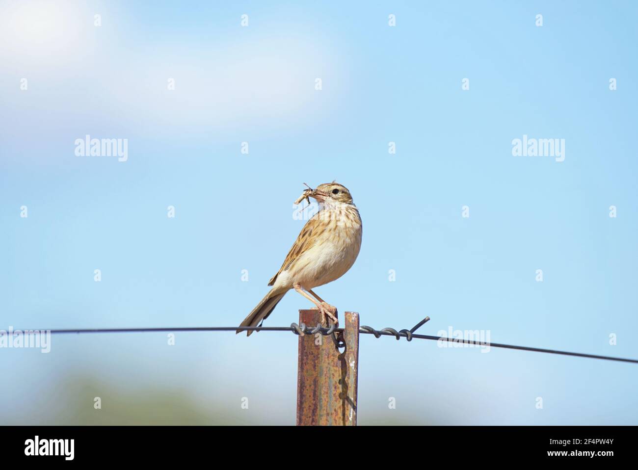 Australian pipit hi-res stock photography and images - Alamy