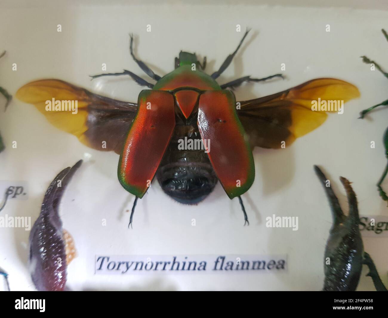 closeup photo of insects and scorpion Stock Photo - Alamy