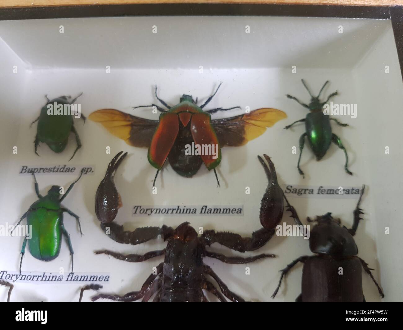 closeup photo of insects and scorpion Stock Photo - Alamy