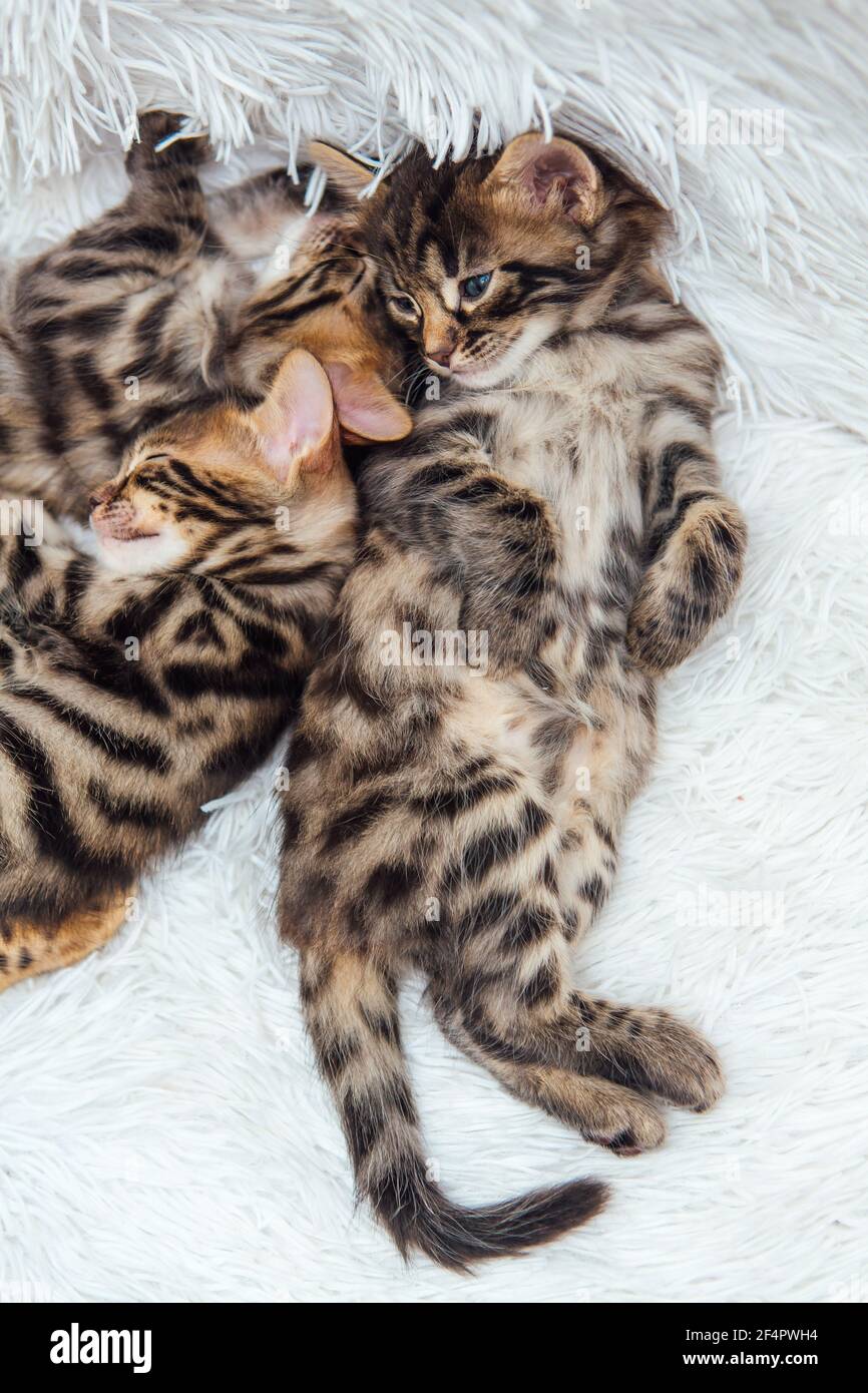 Dark Grey Bengal Cat