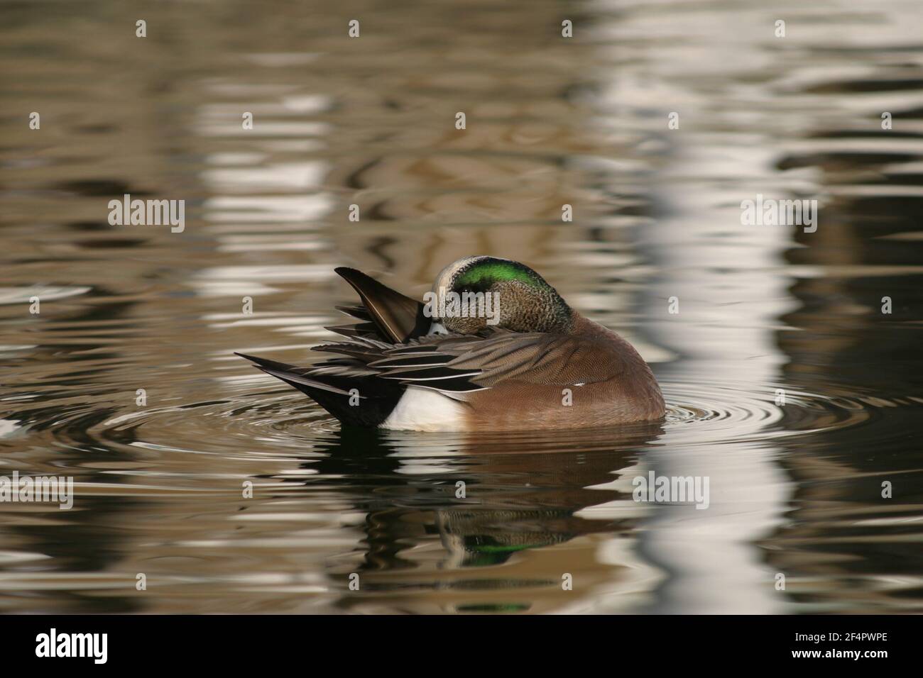 Wildfowl photography hi-res stock photography and images - Alamy