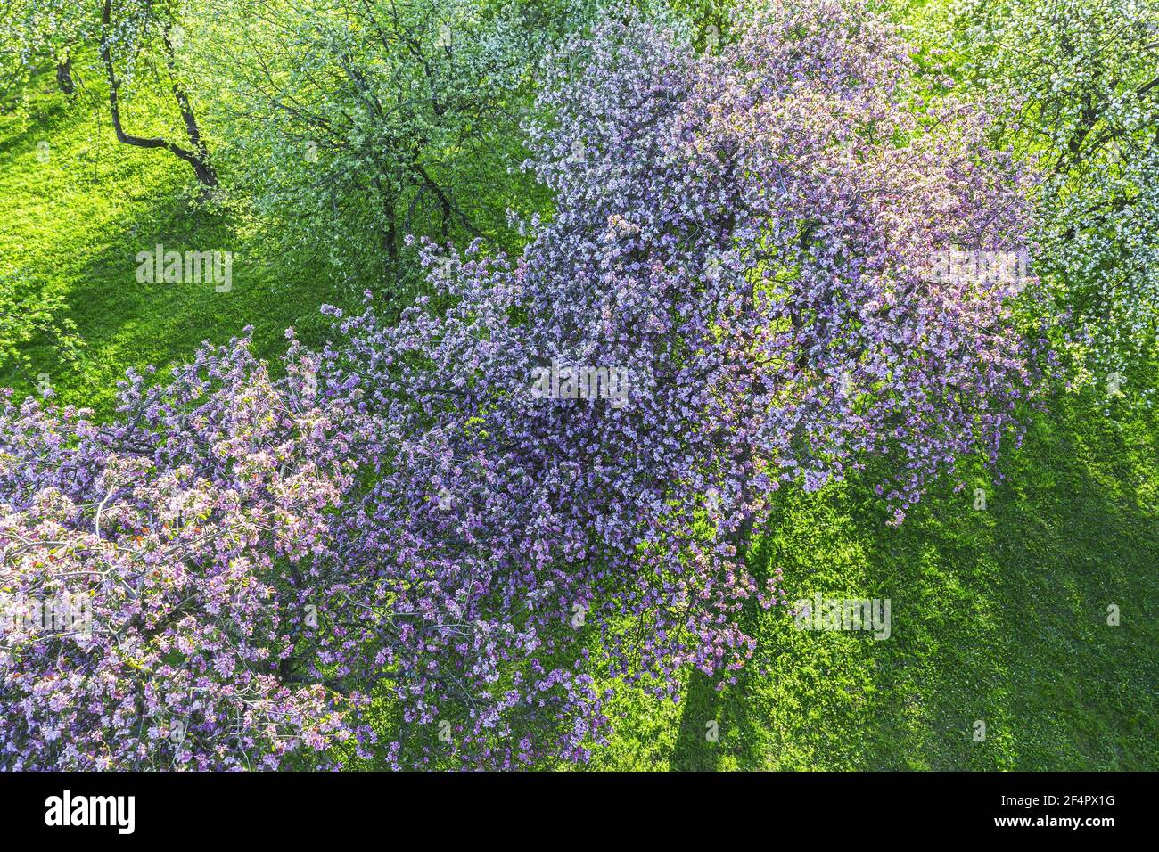 blooming pink apple tree in the garden. spring natural background ...