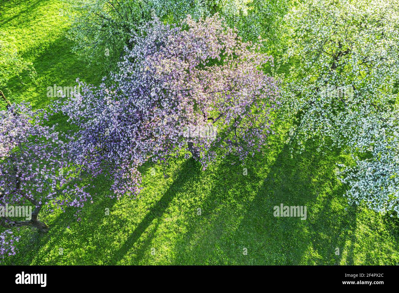 aerial top view of pink flowering apple tree in fruit orchard on sunny ...