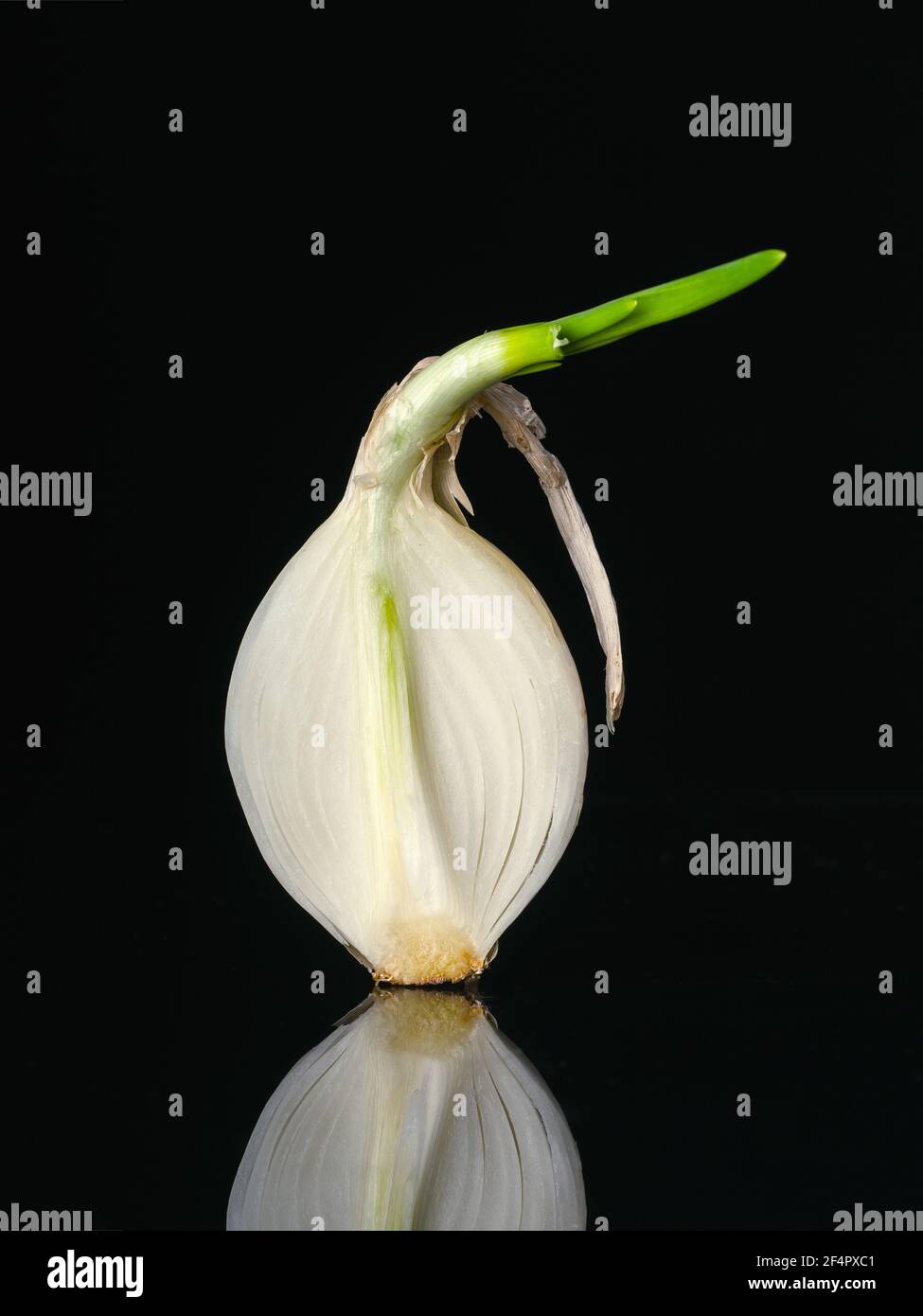 Front view to the cut raw onion. Black background with reflection. Low ...
