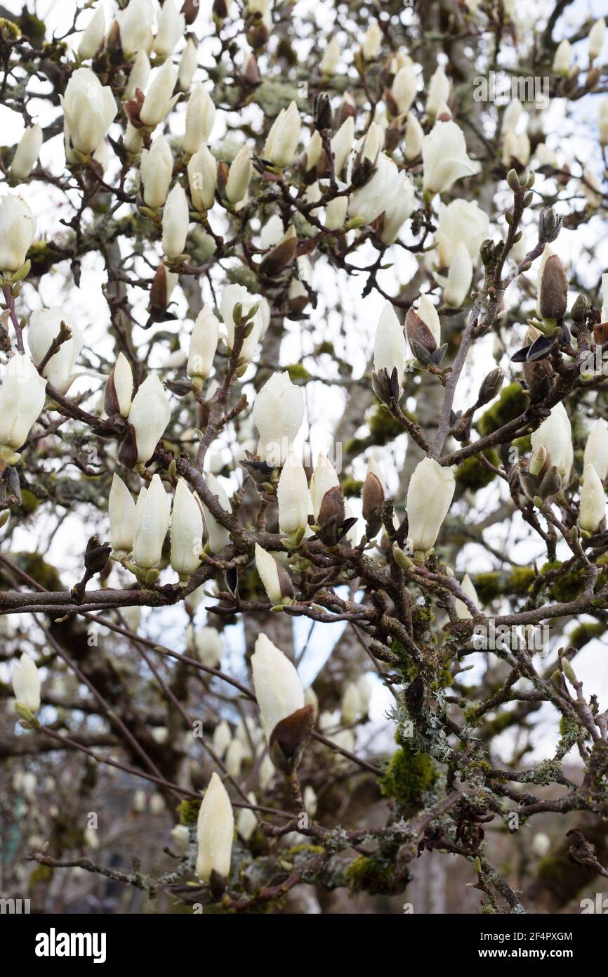 Magnolia denudata tree Stock Photo - Alamy