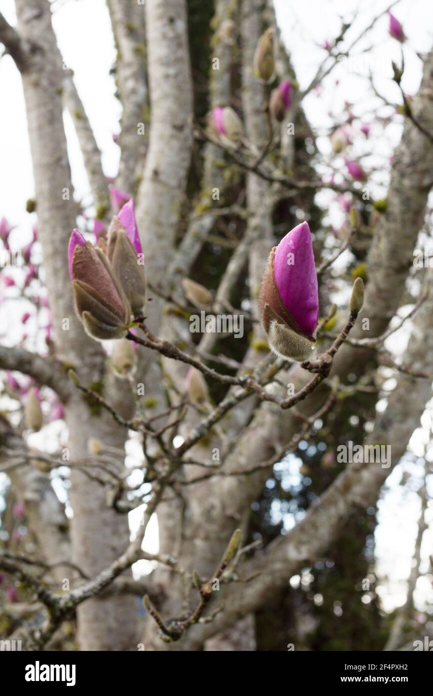 Magnolia iolanthe hi-res stock photography and images - Alamy