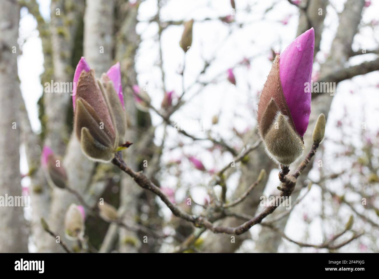 Magnolia Iolanthe High Resolution Stock Photography and Images - Alamy