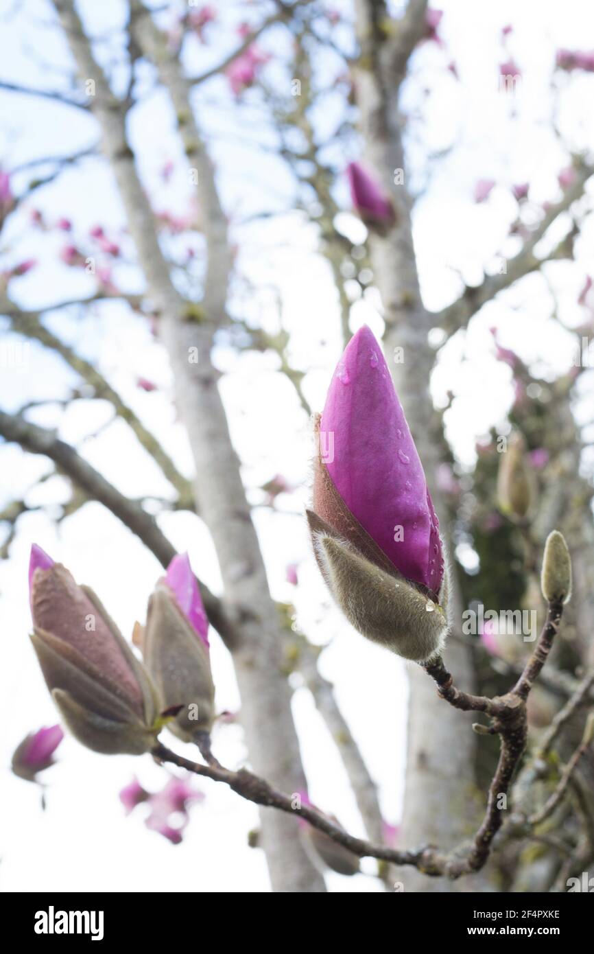 Magnolia Iolanthe High Resolution Stock Photography and Images - Alamy
