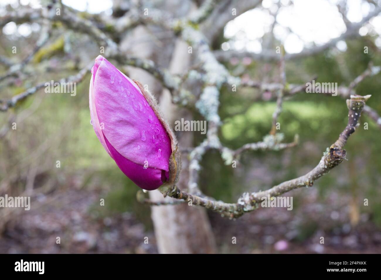 Iolanthe hi-res stock photography and images - Alamy
