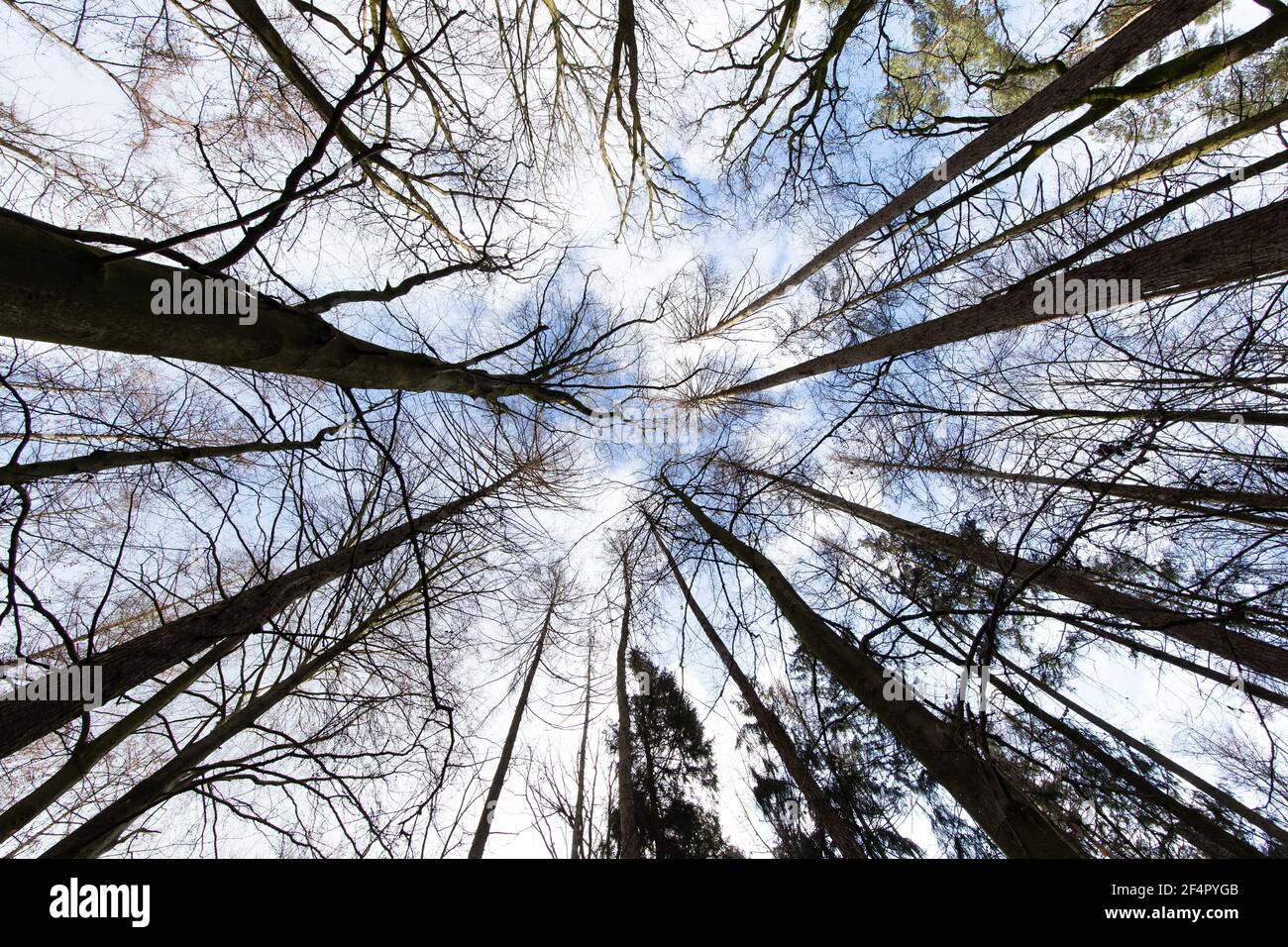 Belm, Germany. 16th Mar, 2021. View into the treetop of a mixed forest ...