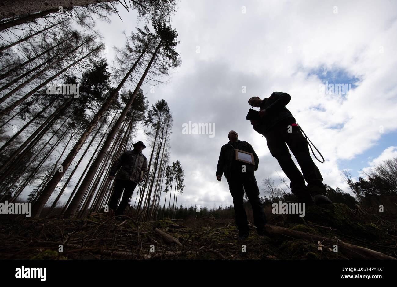 Belm, Germany. 16th Mar, 2021. Foresters from the Lower Saxony Chamber ...