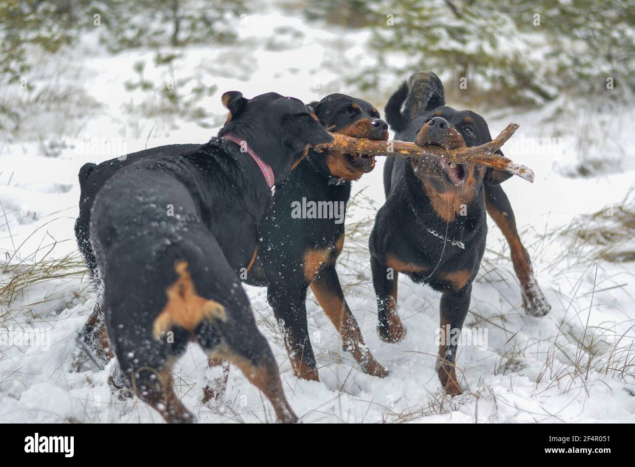 Young dogs frolic in the morning winter forest. Three grown-up ...
