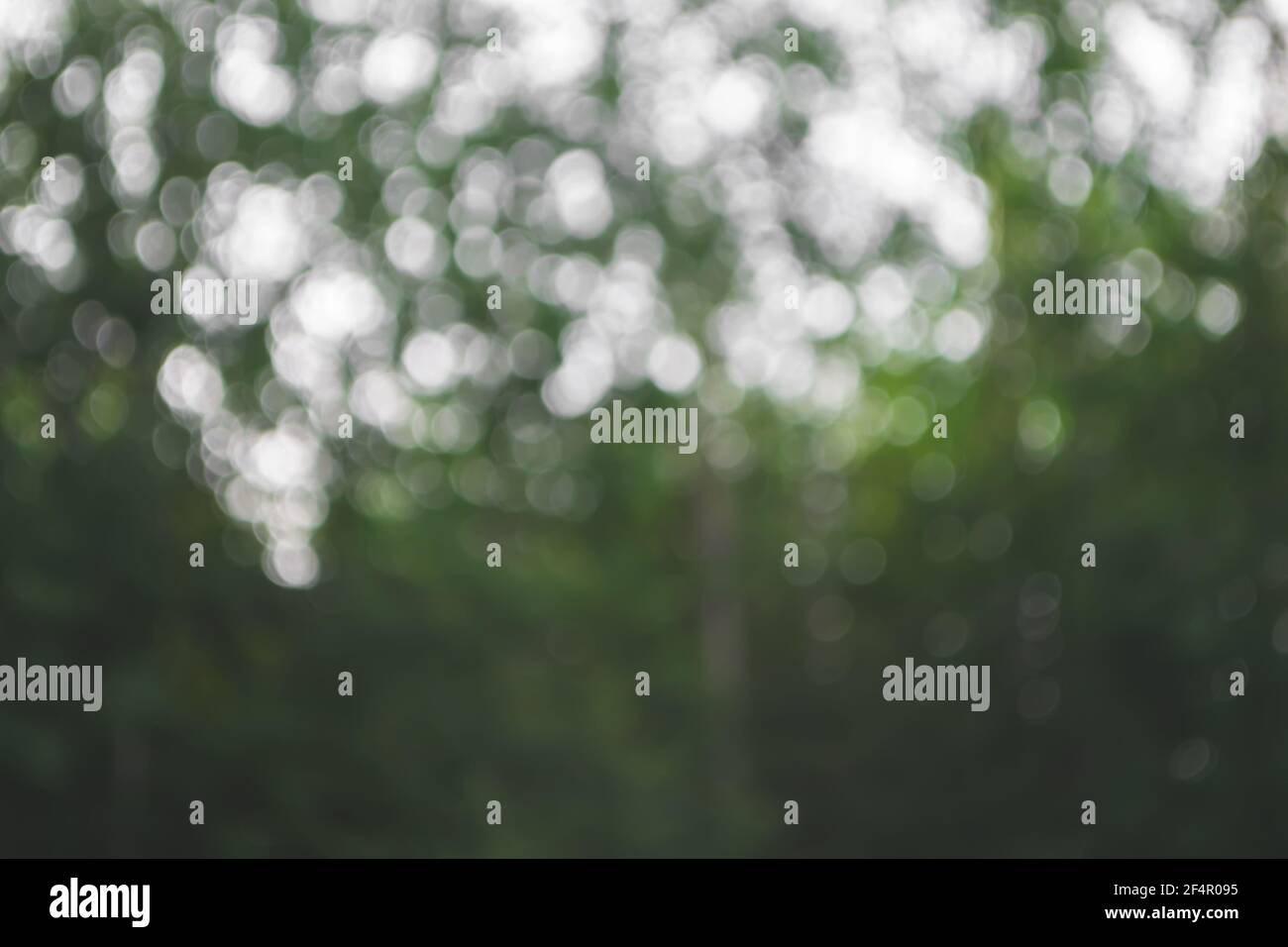 Natural blurred background. Green forest image defocused Stock Photo ...