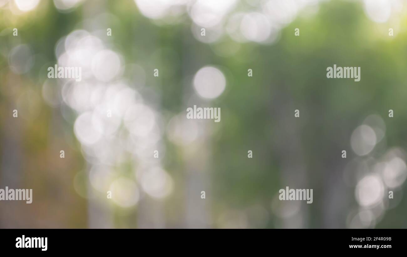 Natural blurred background. Green forest image defocused Stock Photo ...