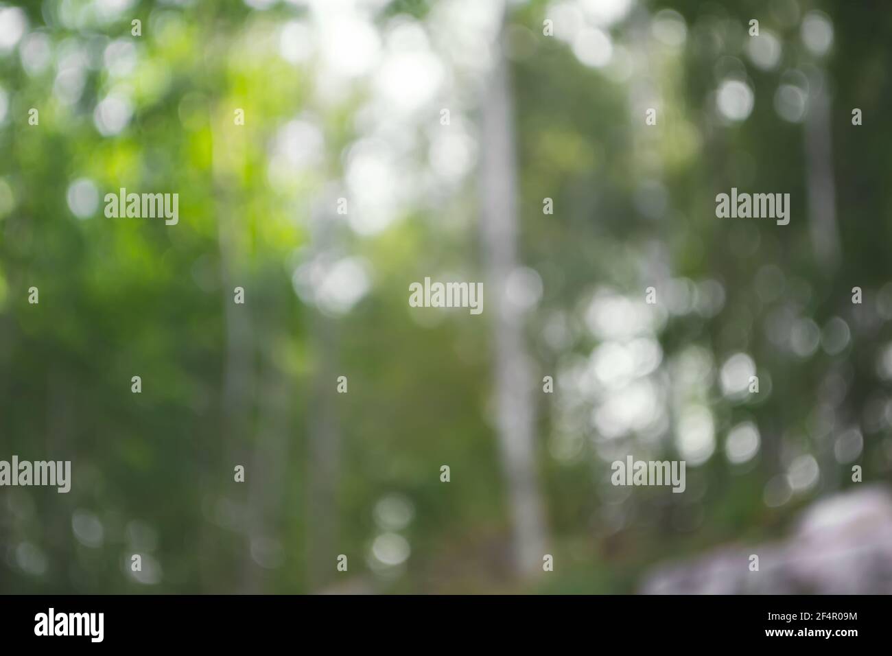 Natural blurred background. Green forest image defocused Stock Photo ...