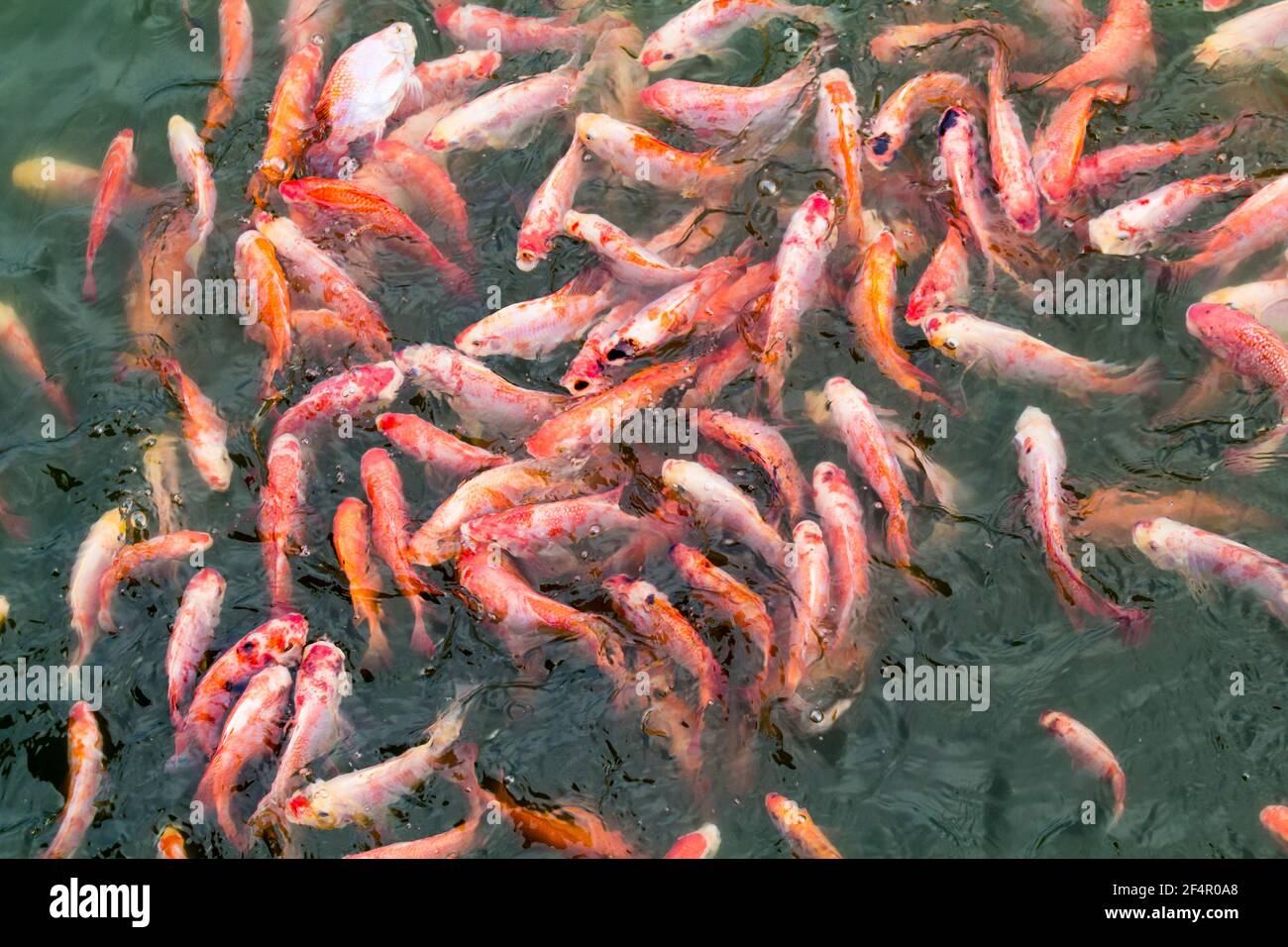 Spotted koi fish hi-res stock photography and images - Alamy