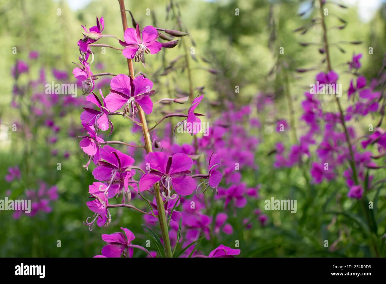 Blooming fireweed known as blooming sally in a summer meadow Stock ...