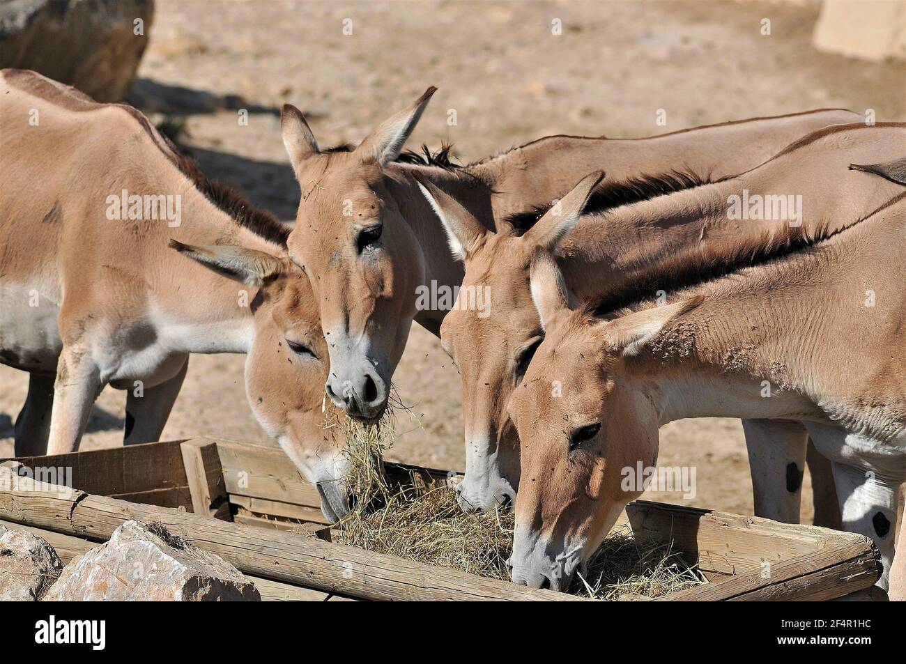 Onagers or Asiatic wild asses (Equus hemionus) in the reserve Africa de ...