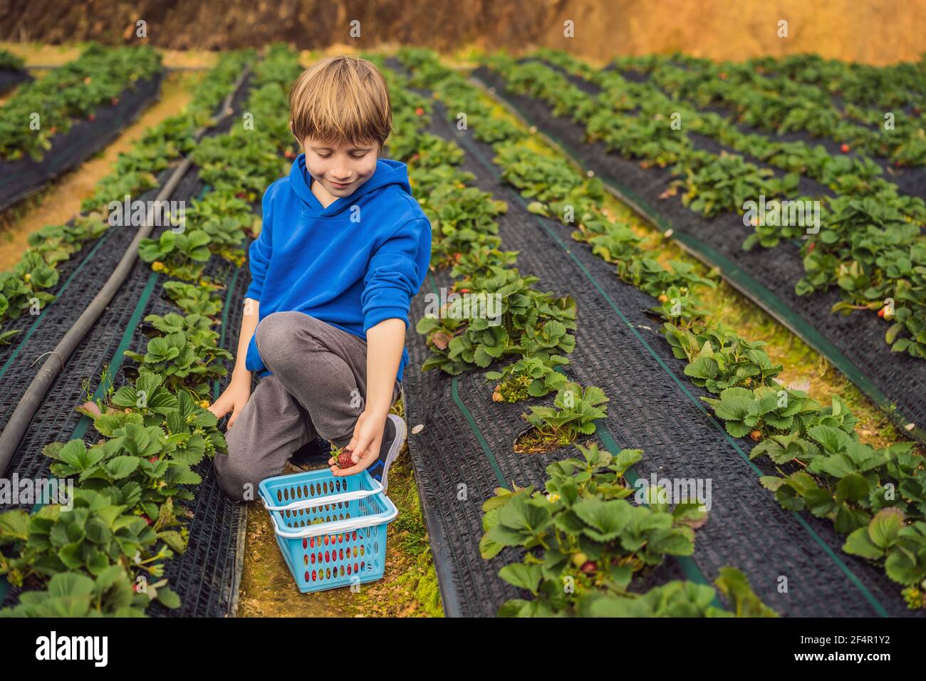 Happy boy on organic strawberry farm in summer, picking strawberries ...