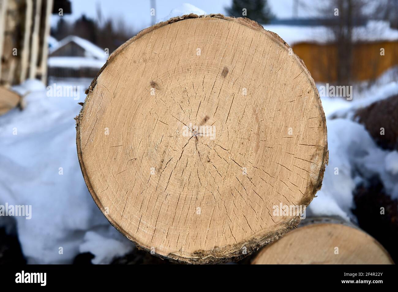 Tree cross section hi-res stock photography and images - Alamy