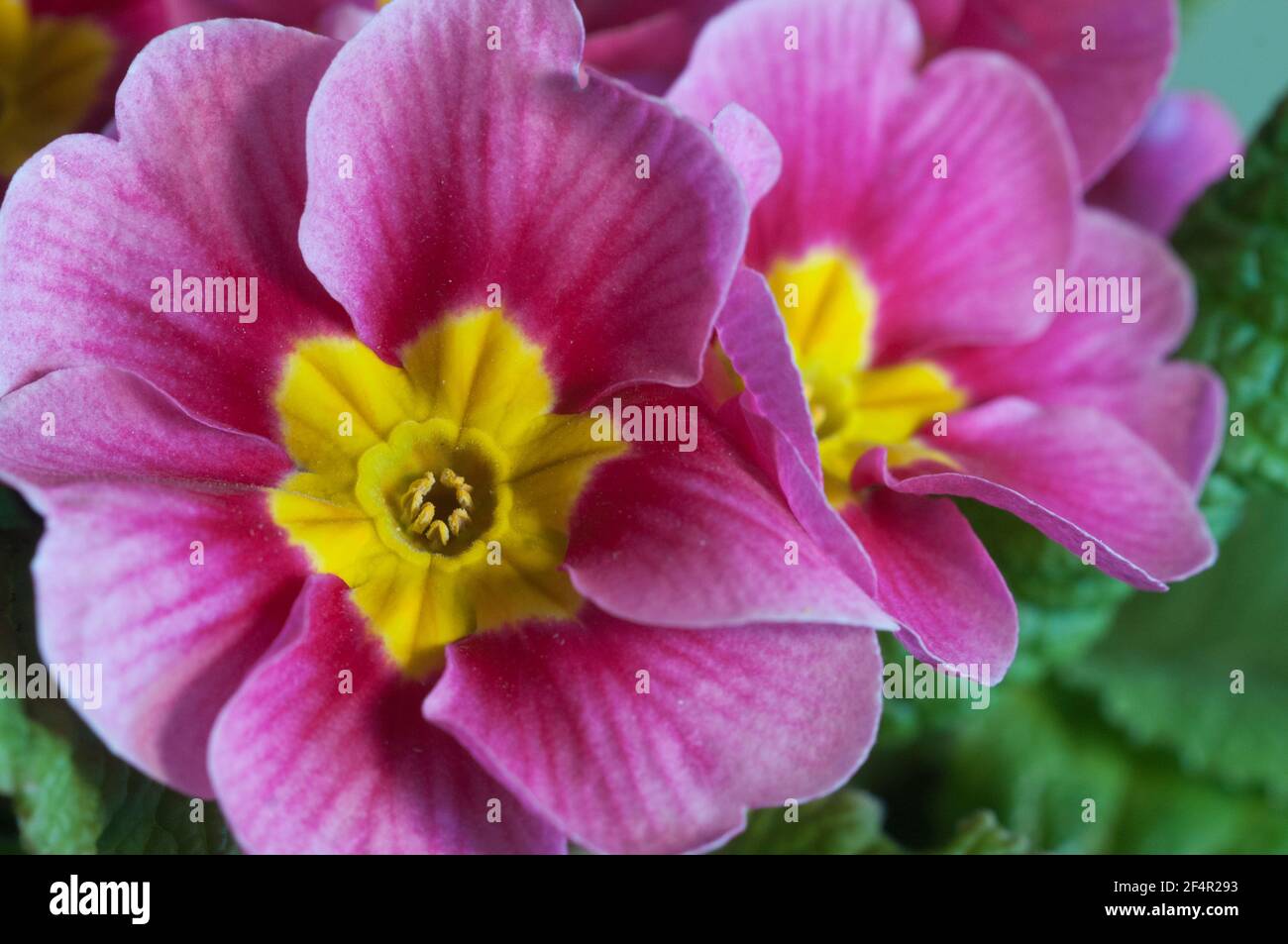 Garden primrose primula acaulis hybrid hi-res stock photography and ...