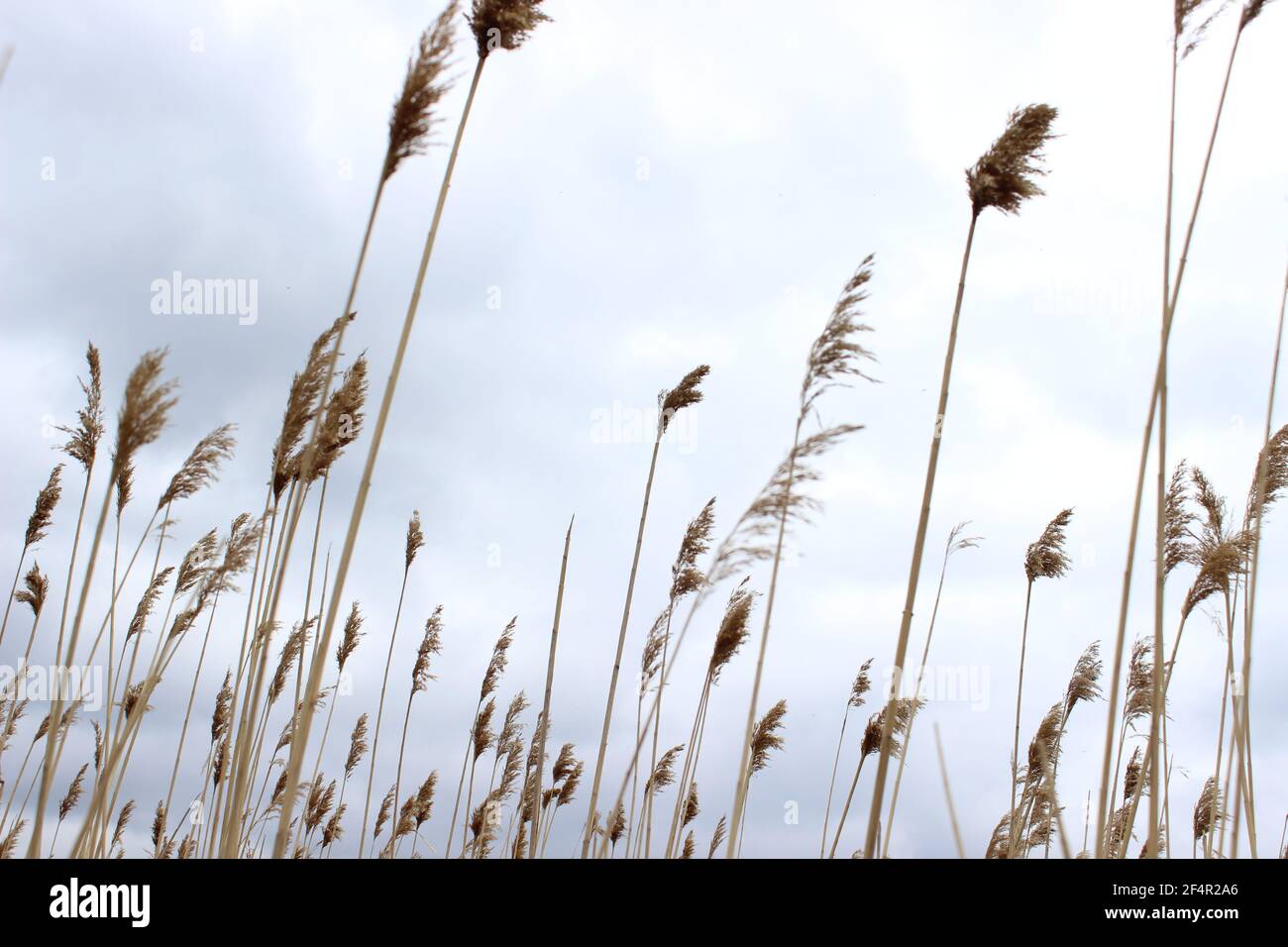High grass field hi-res stock photography and images - Alamy