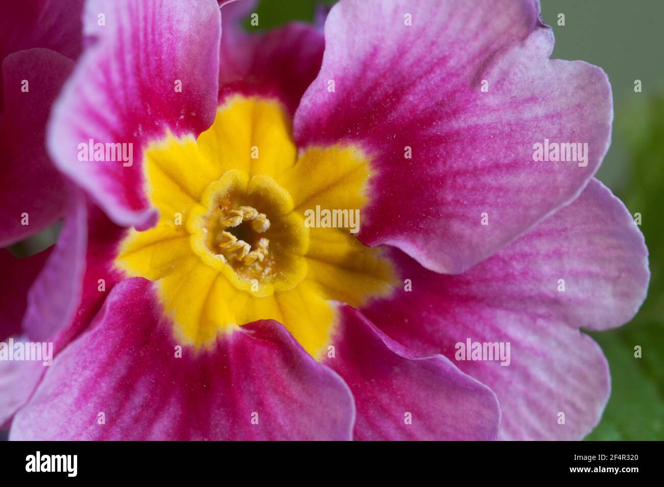 Garden primrose primula acaulis hybrid hi-res stock photography and ...