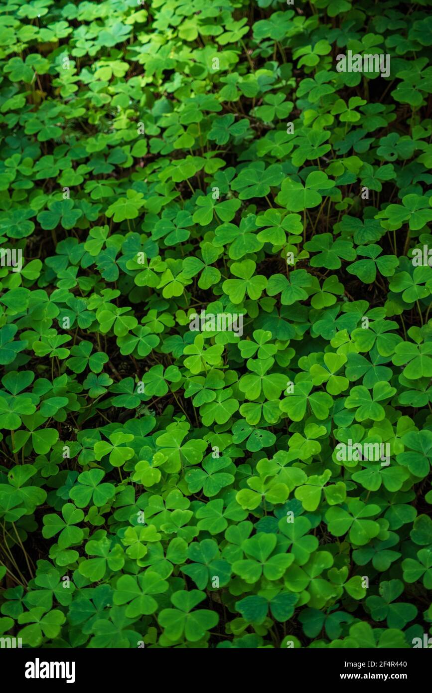 Closeup of the growing green and beautiful wood sorrel plants in the ...