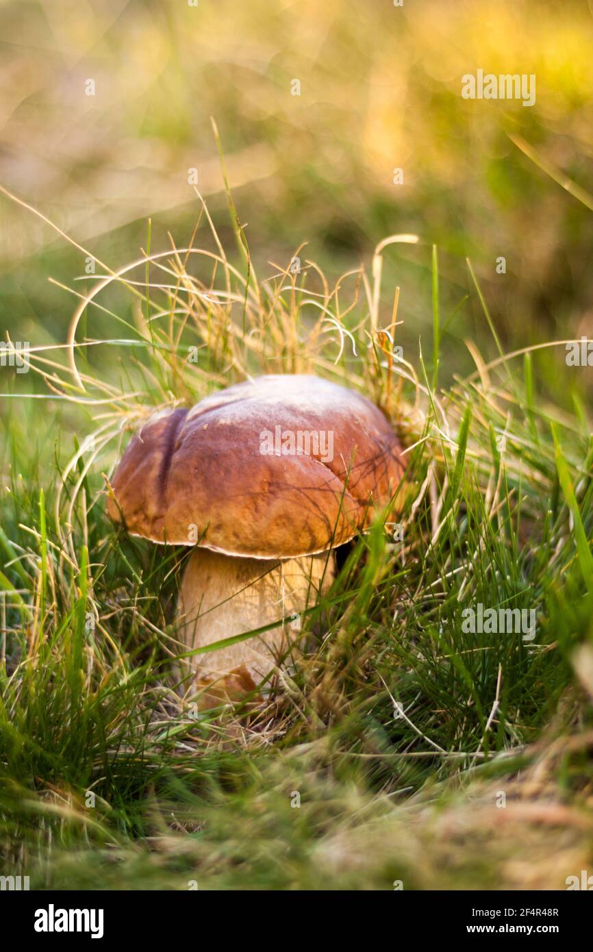Mushroom Boletus on in the nature. Autumn Cep Mushrooms. Mushroom ...