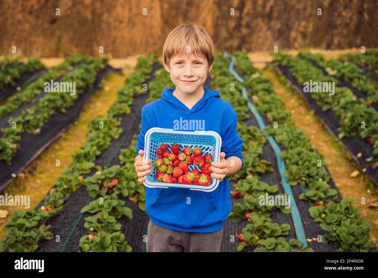 Happy boy on organic strawberry farm in summer, picking strawberries ...