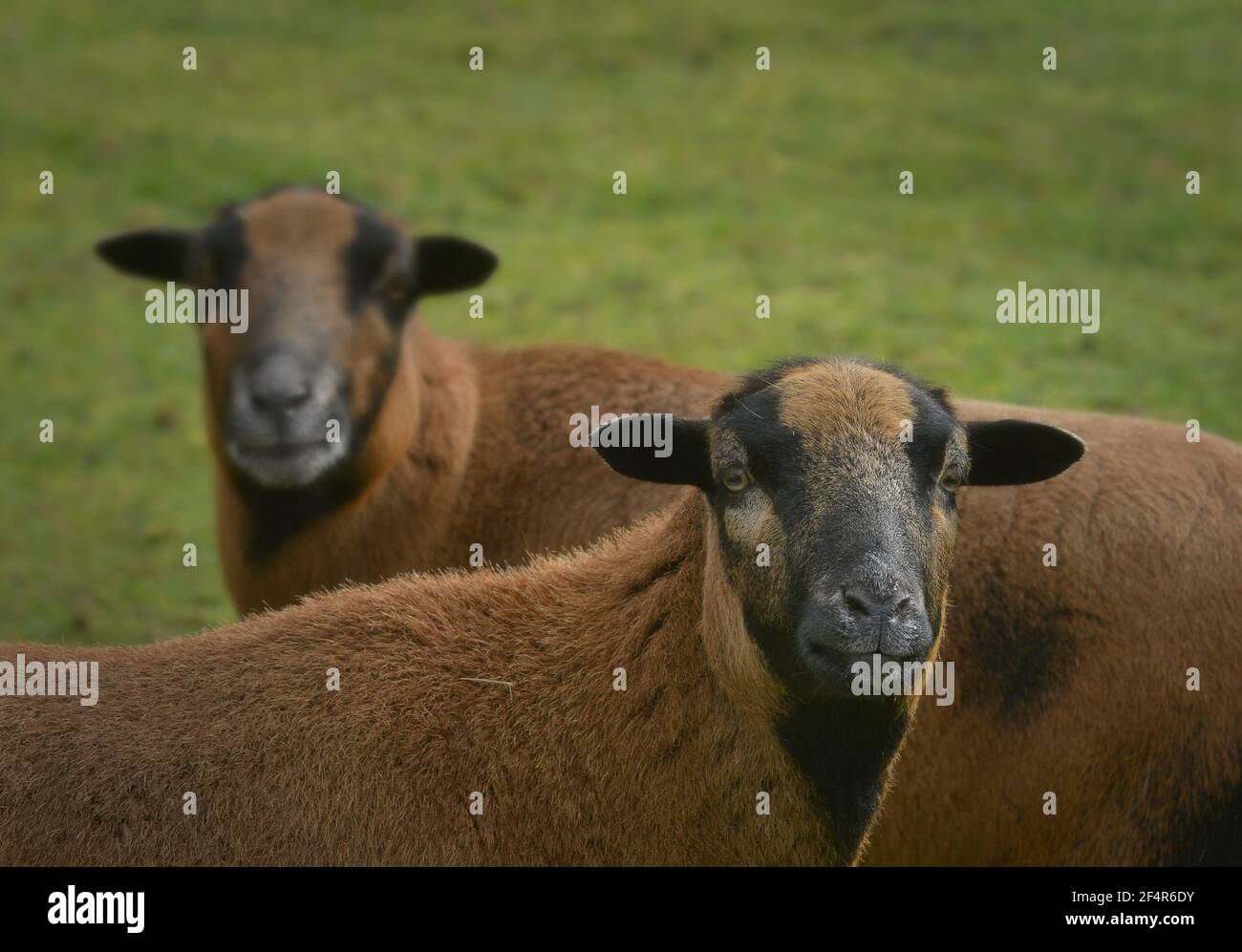 Camera sheep hi-res stock photography and images - Alamy