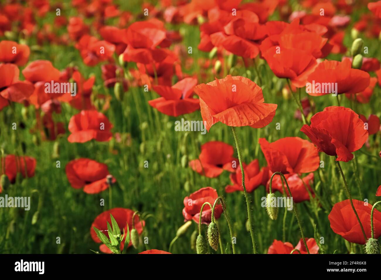 Summer and spring, landscape, poppy seed. Remembrance day, Anzac Day ...