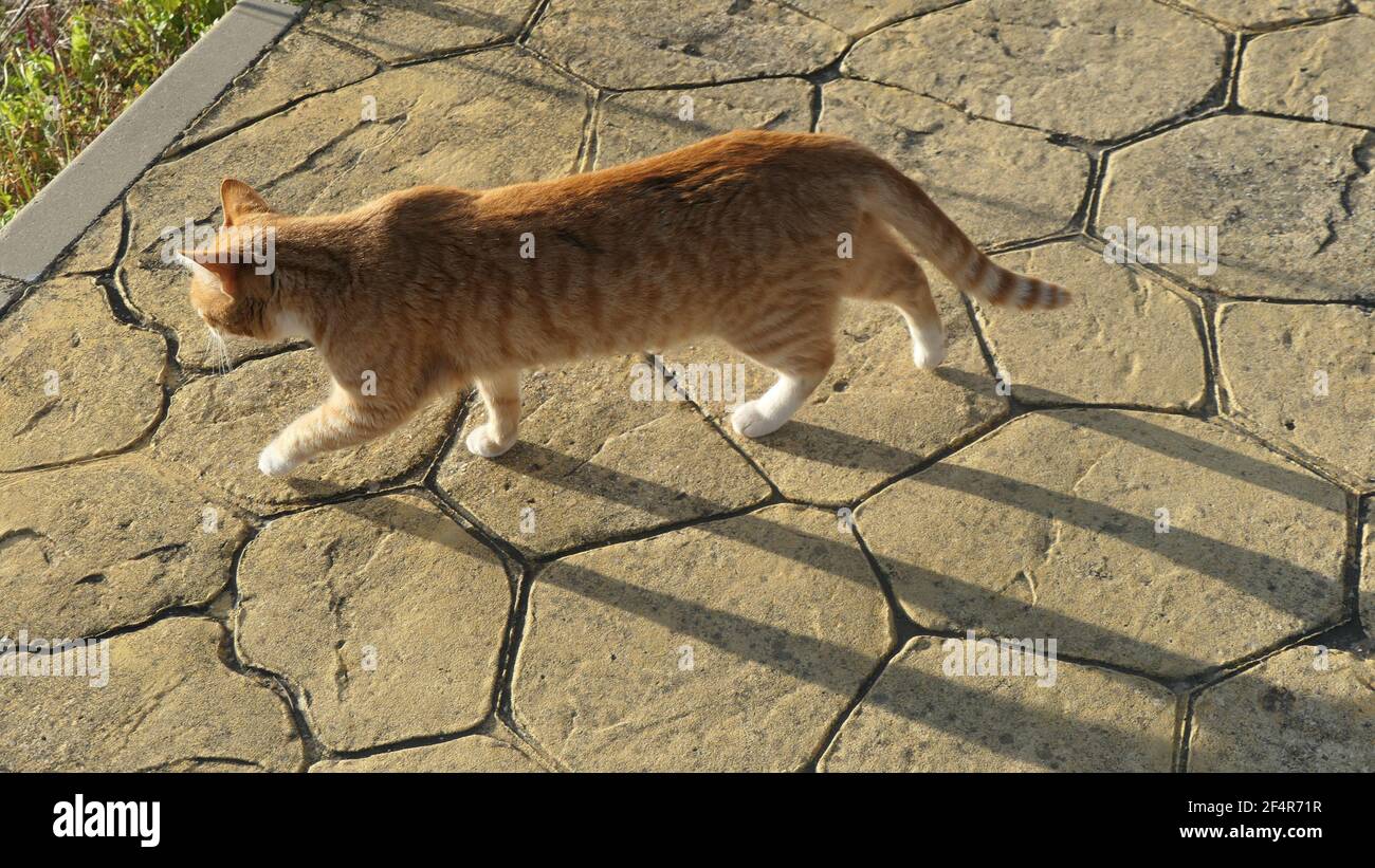 Cat Top View Walking