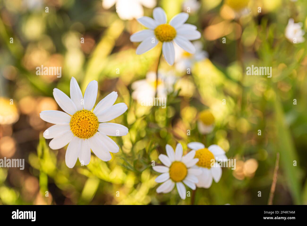 Daisy close-up with meadow blurred background on a spring day in the ...