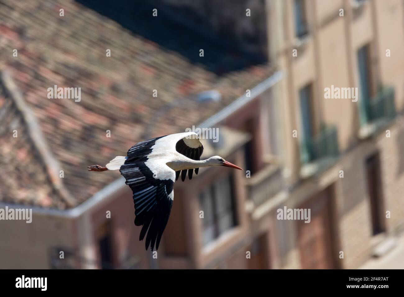 Stork flying above city hi-res stock photography and images - Alamy